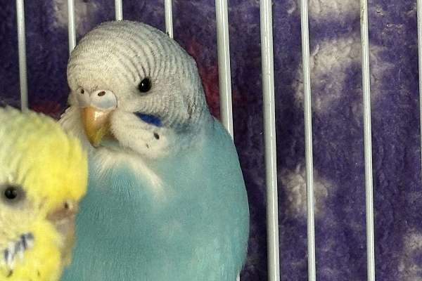 1 month old parakeet