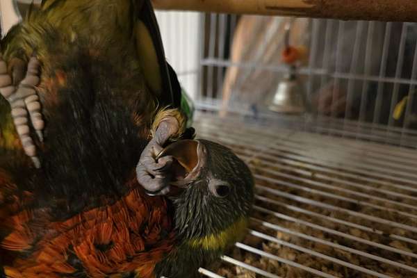 Female Olive Swainson's Lorikeet