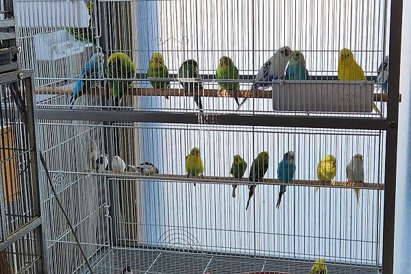 Parakeets