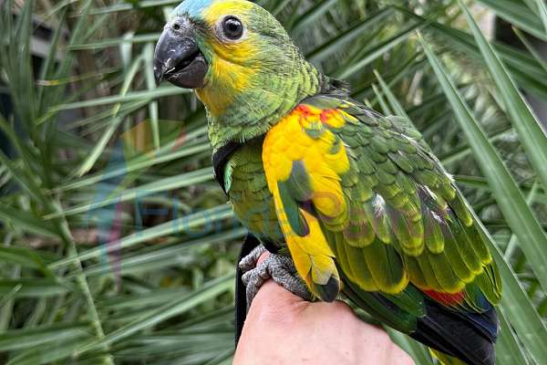 Blue Fronted Amazon