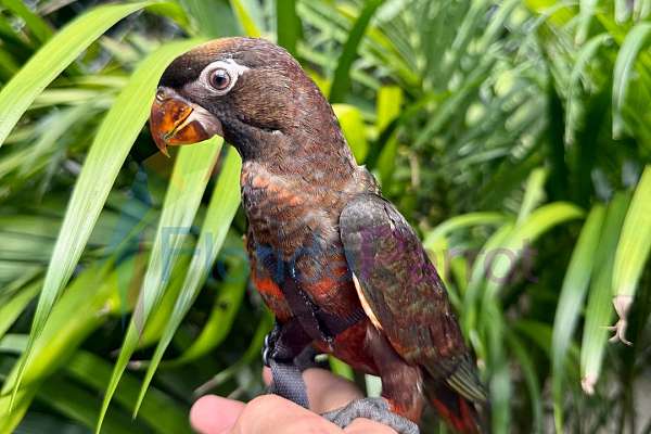 Dusky Lory