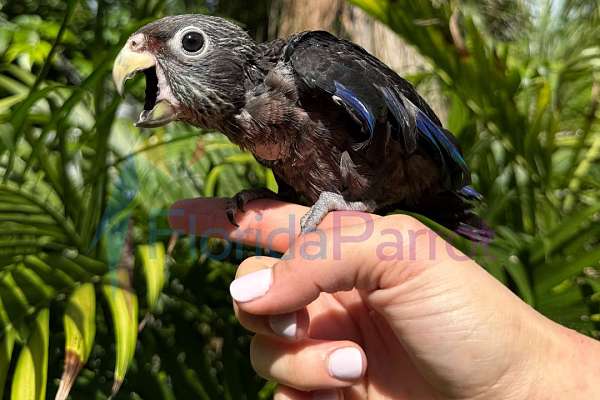 Dusky Pionus
