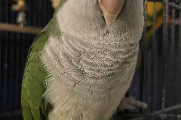 Green quaker parrot