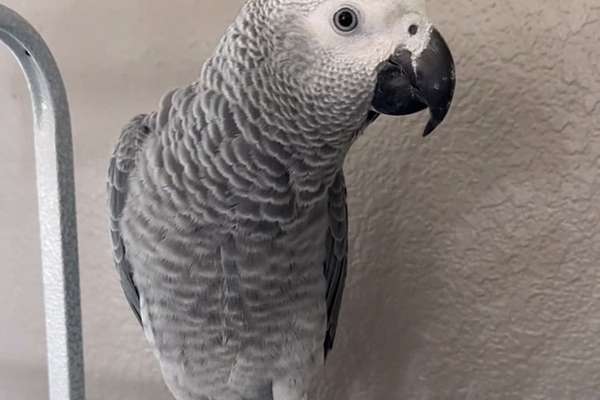 Smart 1 yr old Bruno