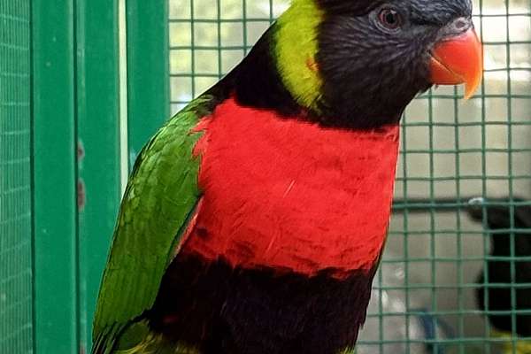 Forstens/Sunset Lorikeet