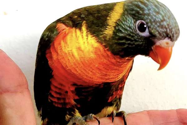 Olive Rainbow Lorikeet