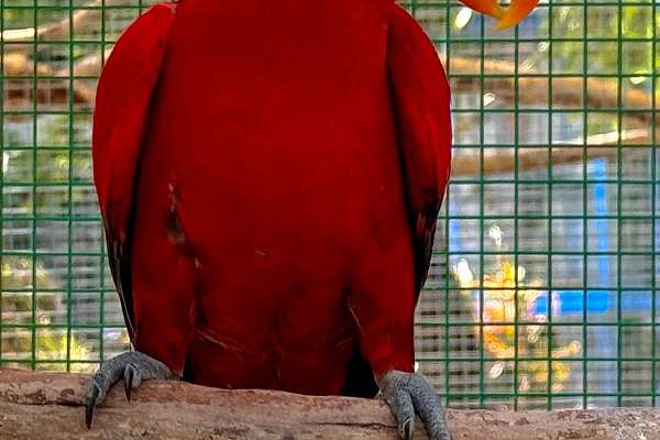 Red Lory
