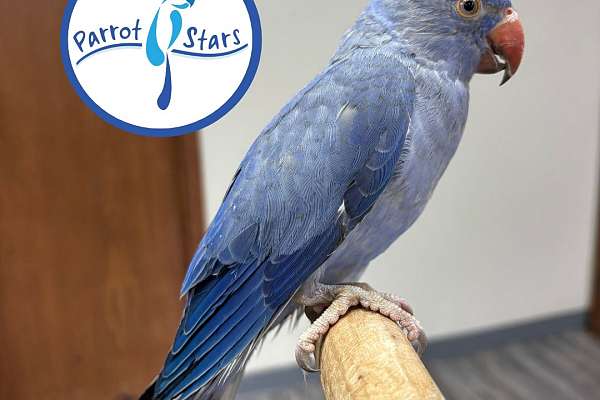 Baby Violet Cobalt Indian Ringneck Parakeet Available at Parrot Stars!