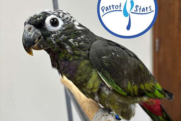 Baby Maximilian Pionus Available at Parrot Stars!