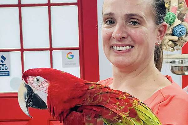 Green Wing Macaw