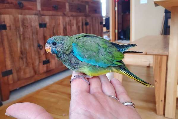 Male Scarlet Chested Parakeet