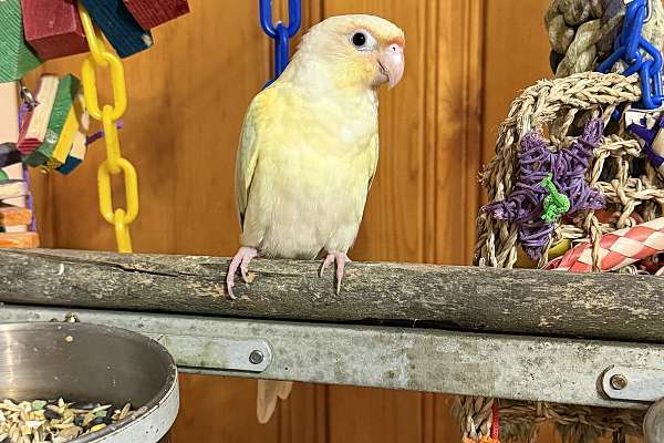 Moon cheek green cheek conure baby