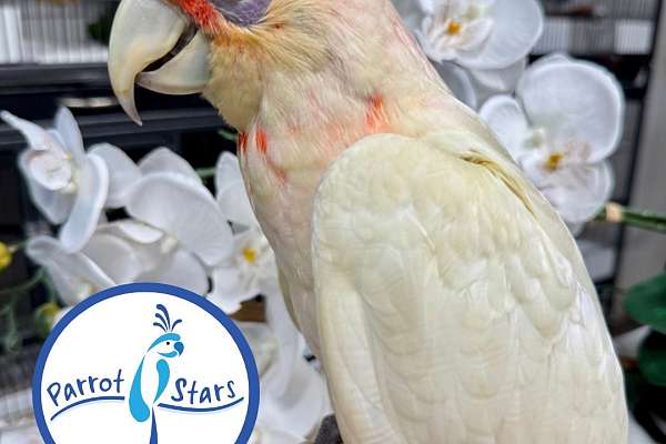 Baby Slender billed Cockatoo Available at Parrot Stars!