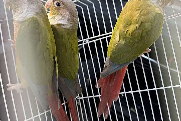 Conure