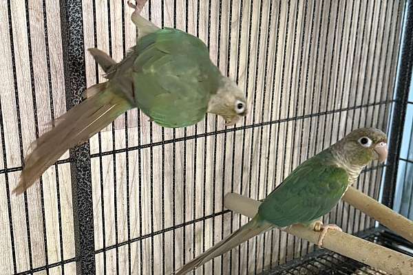 young pair cinnamon turquoise green cheek conures