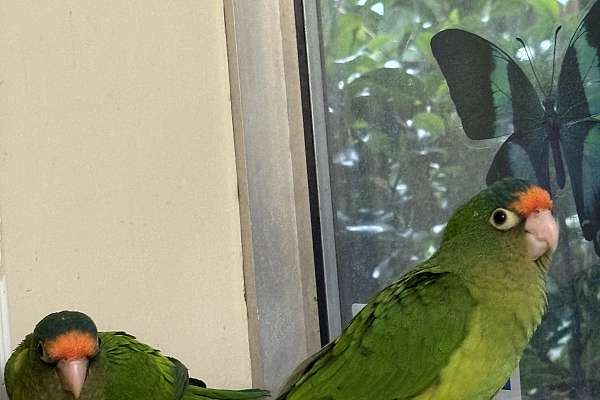 Halfmoon conures