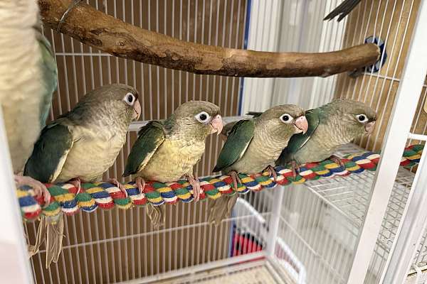 Green cheek conures turquoise pineapple, cinnamon, and yellowsided