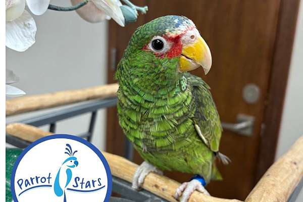 Baby White-fronted Amazon Available at Parrot Stars!