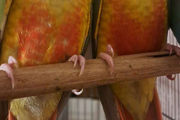 Pineapple high yellow sided