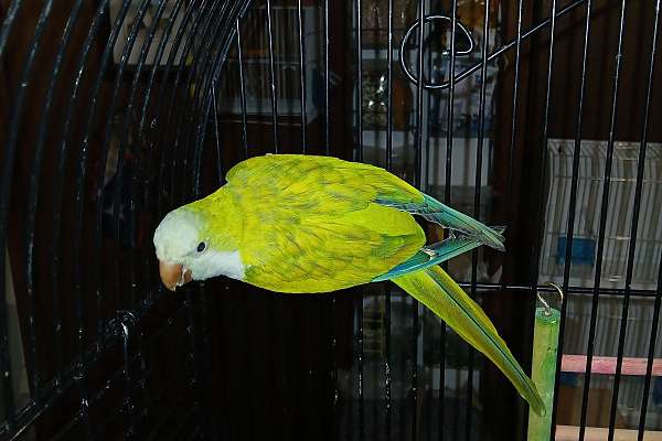 Quaker parrot