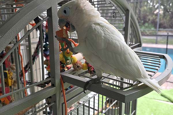 Goffin cockatoo