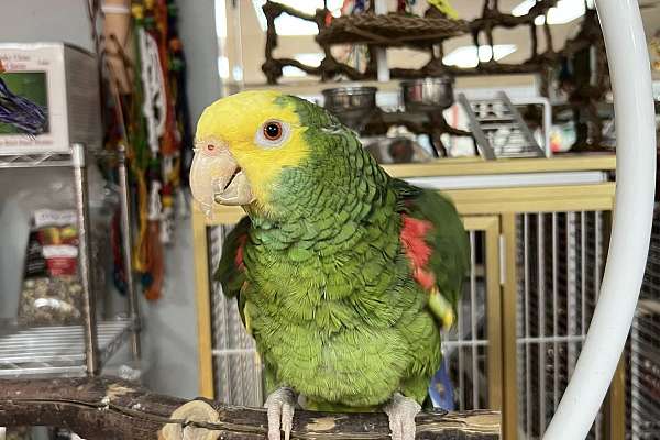 Double Yellow Amazon