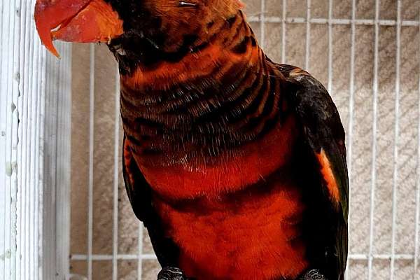 Dusky Lory