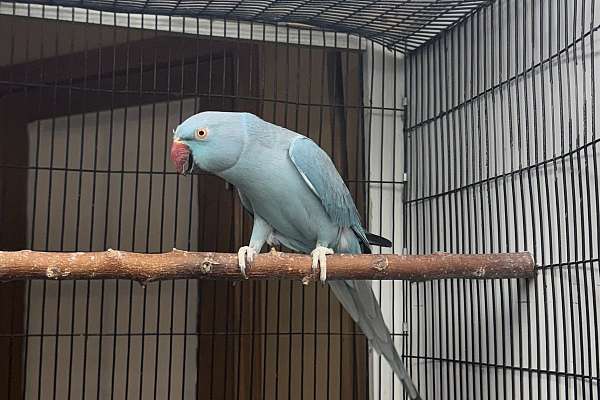 Blue Male Indian ringneck parrot - 2.5 years old