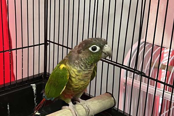 Conure green cheek