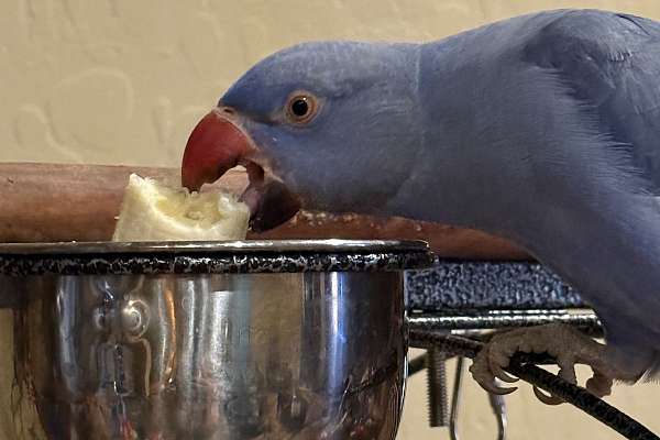 Violet male Ringneck