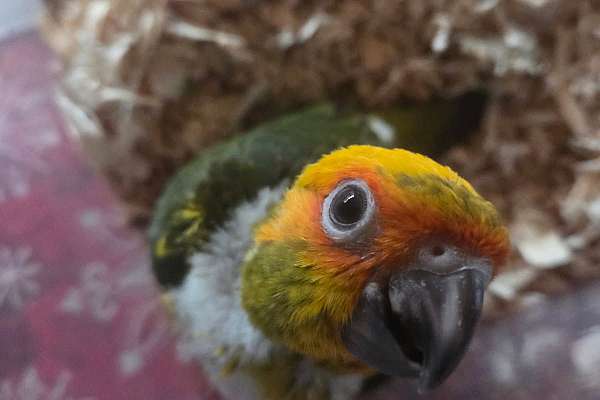 Baby Sun Conure