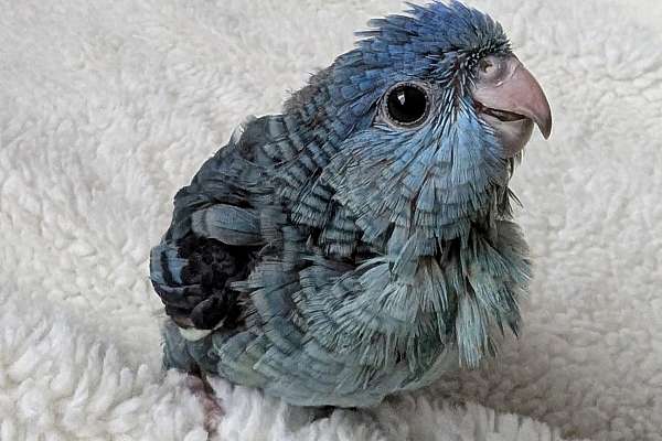 Turquoise Linnie