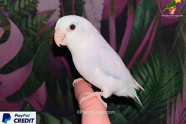 American White Parrotlet (Parrot Crown Aviary, SoCal Bird Breeders)