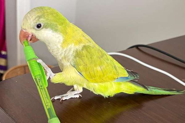 Quaker Green Opaline - Hand fed and Tame