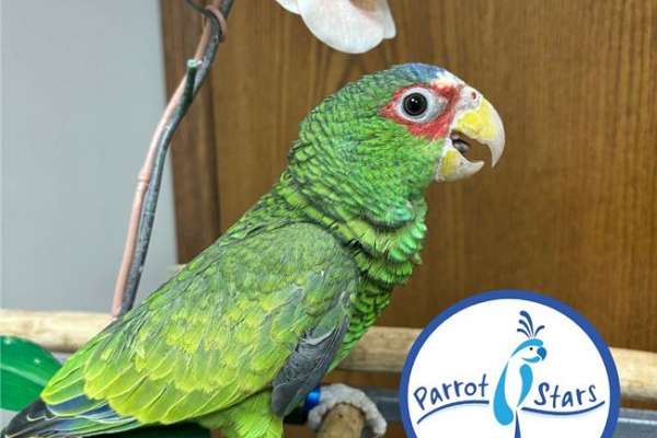 Baby White-Fronted Amazon Available at Parrot Stars