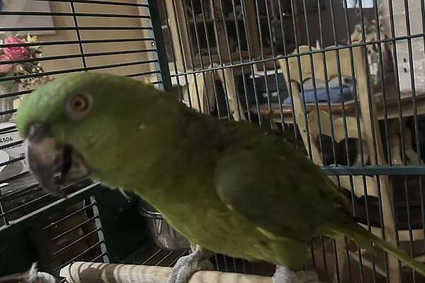 Male Yellow Nape Amazon