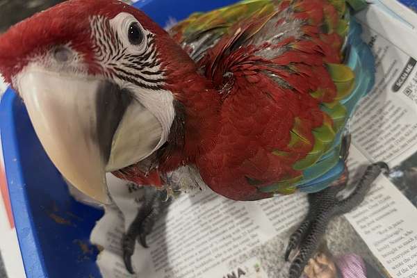 Baby green wing macaw