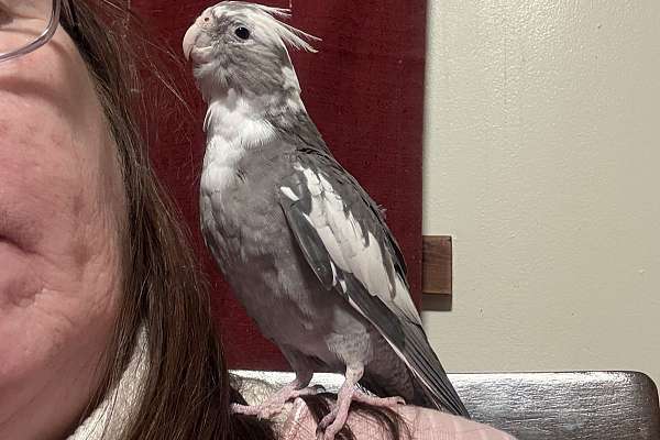 White-face cockatiel