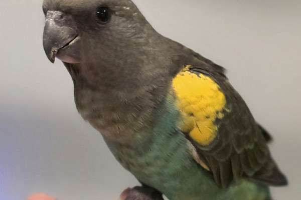 Meyer's Parrot Baby (Female)