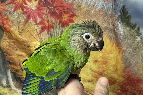 Dusky Conure Babies