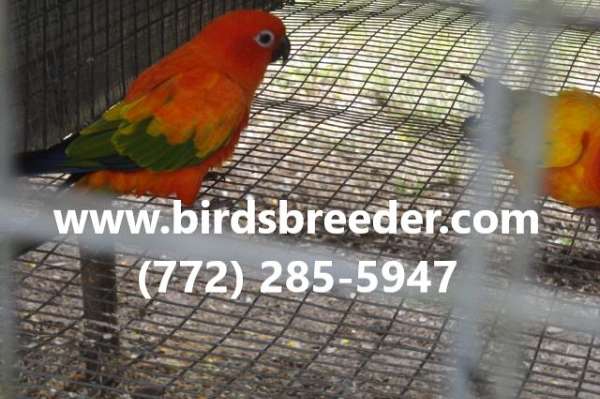 Young pairs of red factor Sun Conures available at $1,500 per pair