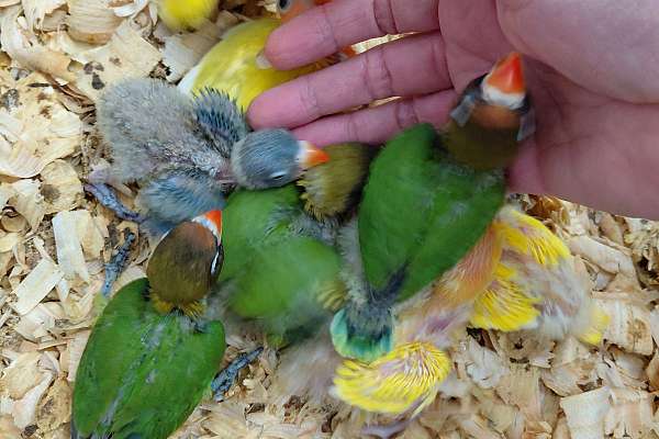 Fischer's lovebird babies green and yellow color handfed