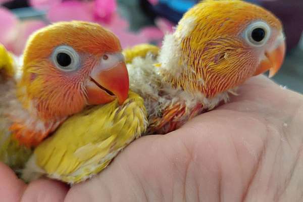 Fischer's lovebird babies yellow color handfed