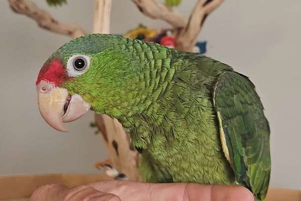 Red crowned Amazon