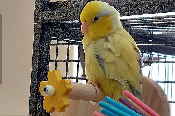 Parrotlet
