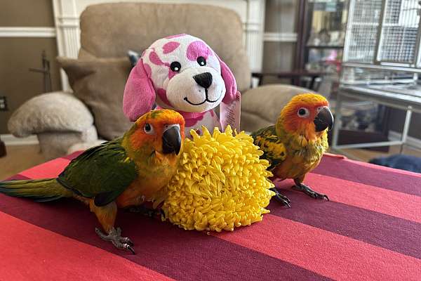 Sun Conure