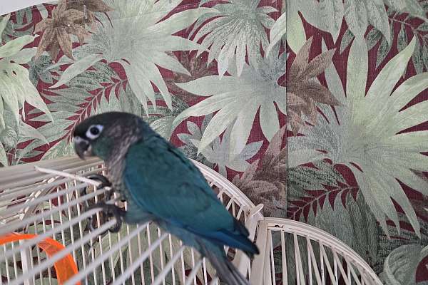 Baby Turquoise Check Conure