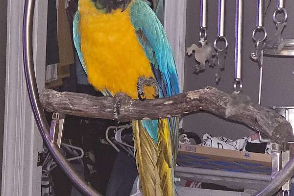 Gorgeous Blue and Gold