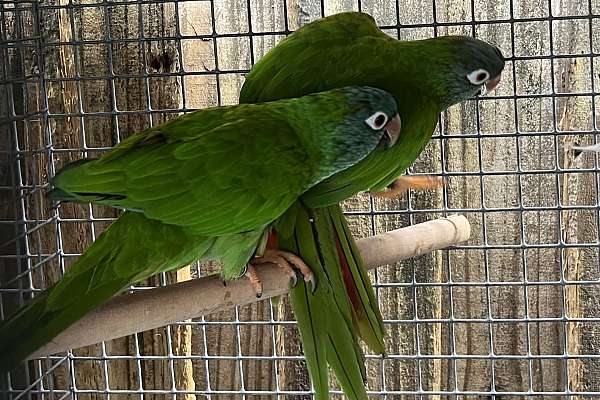 Blue Crown Conure Pair