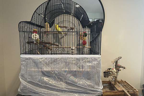 Parakeets To A Good Home